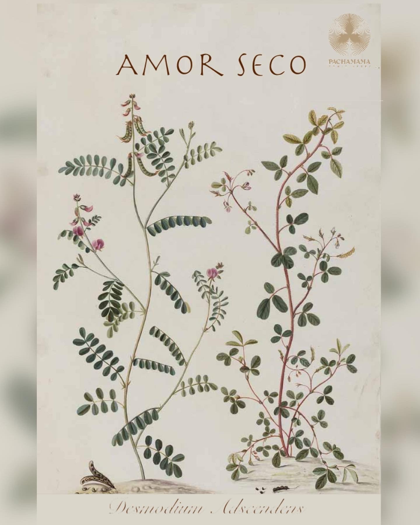 Amor Seco | アモール・セコ – Pachamamatonicherbs | パチャママ トニック ハーブス